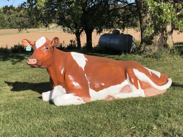 life size cow, jersey cow,cow yard art,dairy cow,fiberglass cow